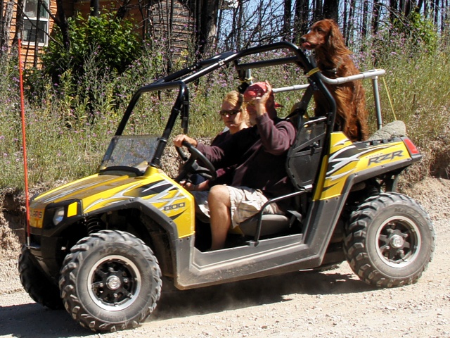 RZR dog