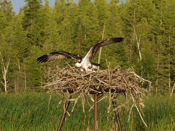 Osprey Nesting