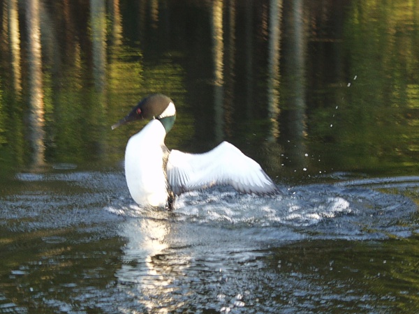 Loon Dance