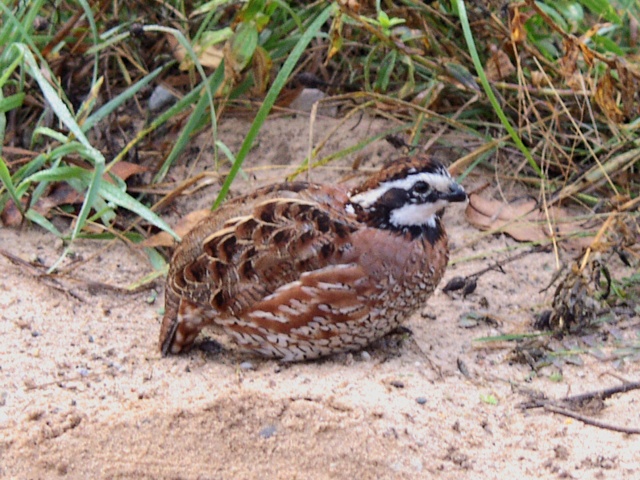 Quail