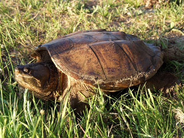 Snapping Turtle