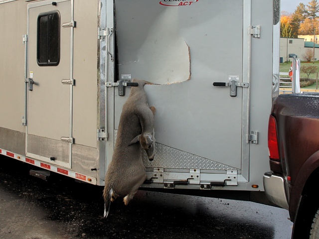 Deer meets trailer