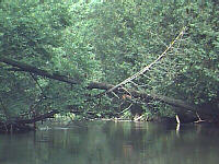Jordan River - Rogers Road Antrim County Canoeing kayaking Michigan ...