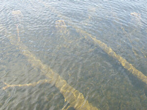 East Shore Midwater Hump Cisco Lake Cisco Lakes Chain Gogebic County ...