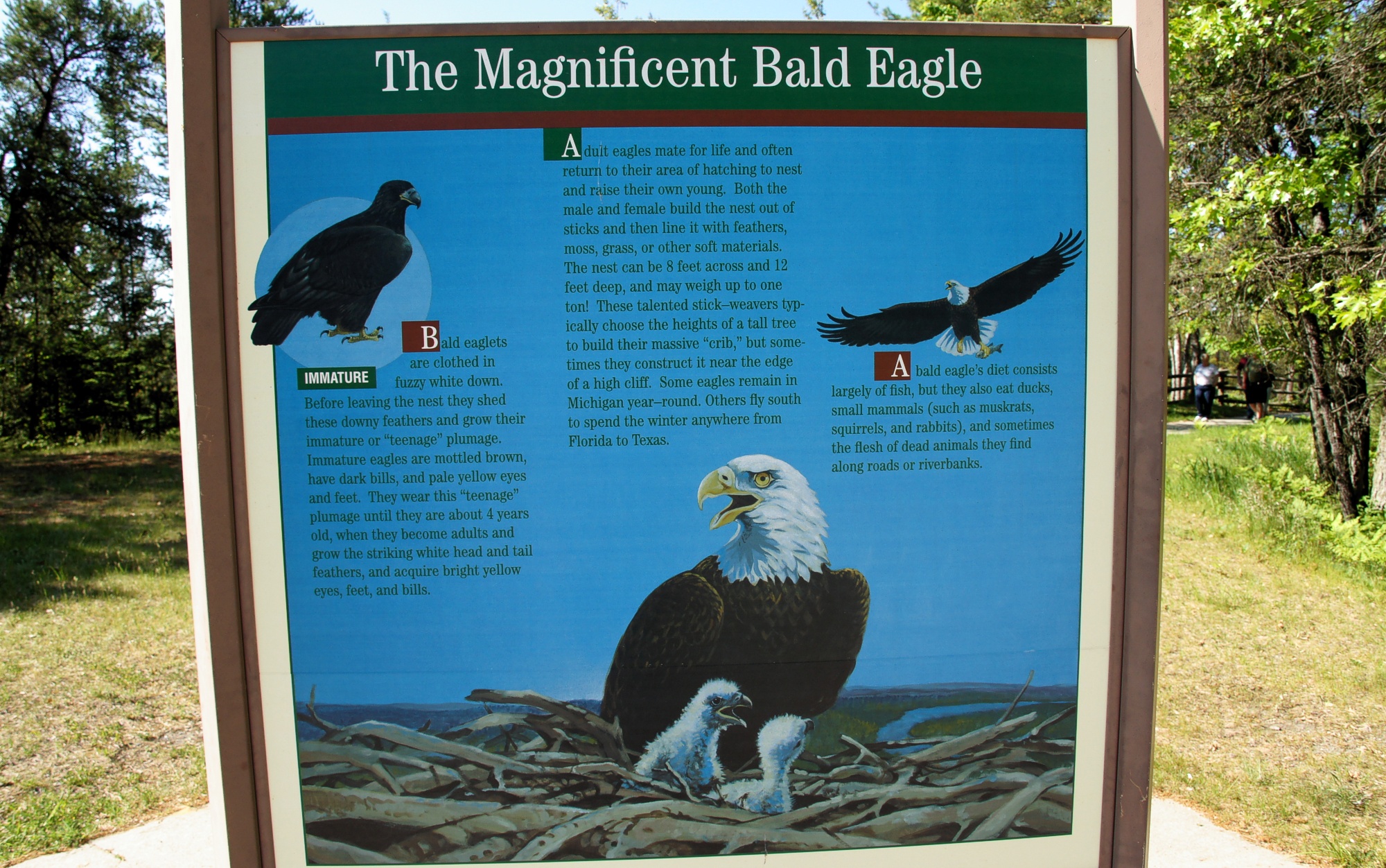 Au Sable River - Foote Pond Overlook - Iosco County Michigan Interactive™