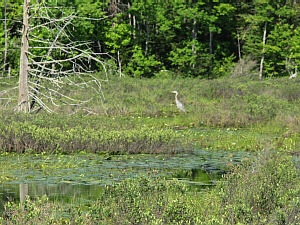 Seney National Wildlife Refuge, Creighton Truck Trail Schoolcraft ...